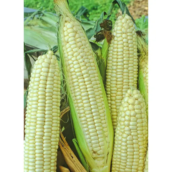 Southern States Seed Division Golden Queen Hybrid Sweetcorn 1 lb ...